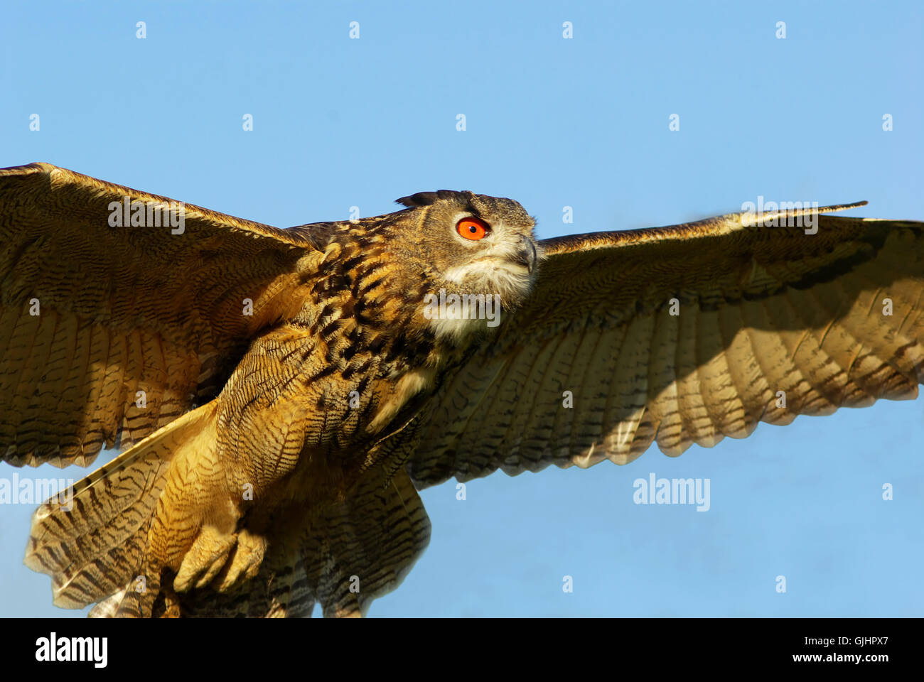 flight bird hunter Stock Photo - Alamy