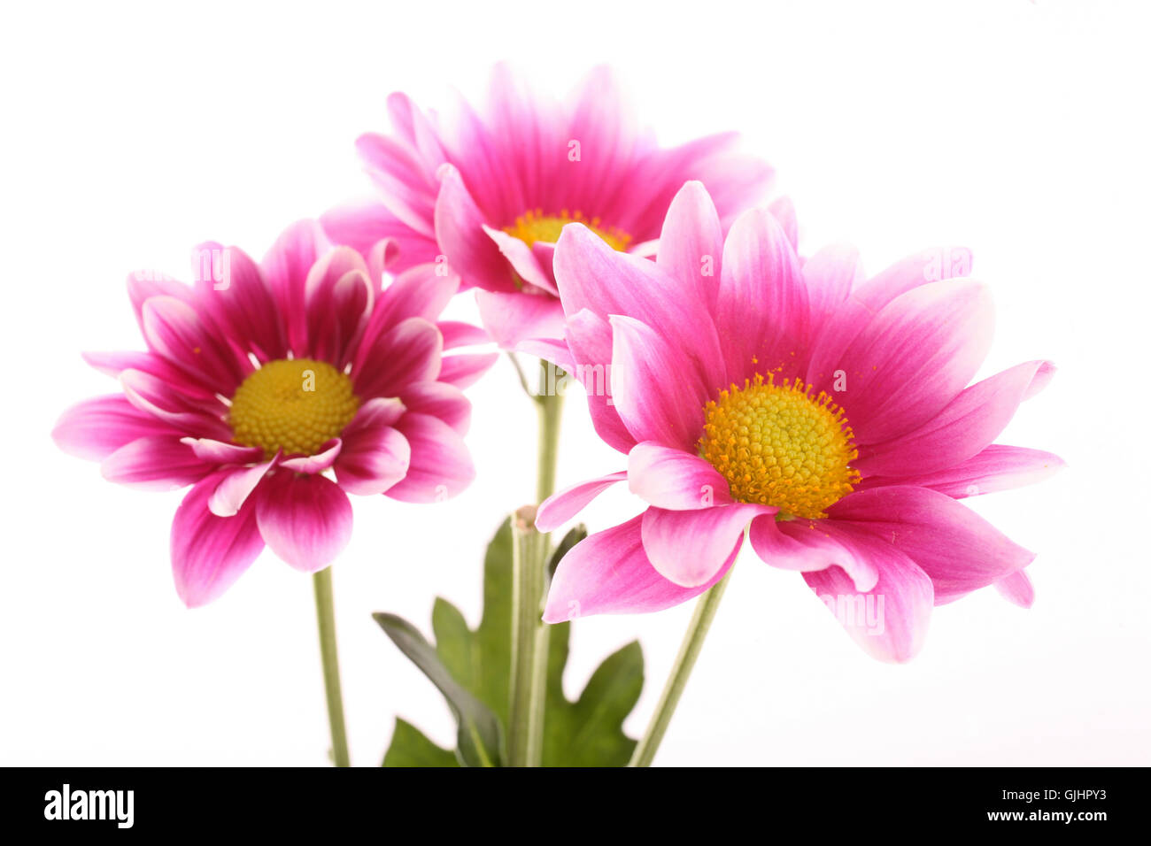 Plant still life hi-res stock photography and images - Alamy