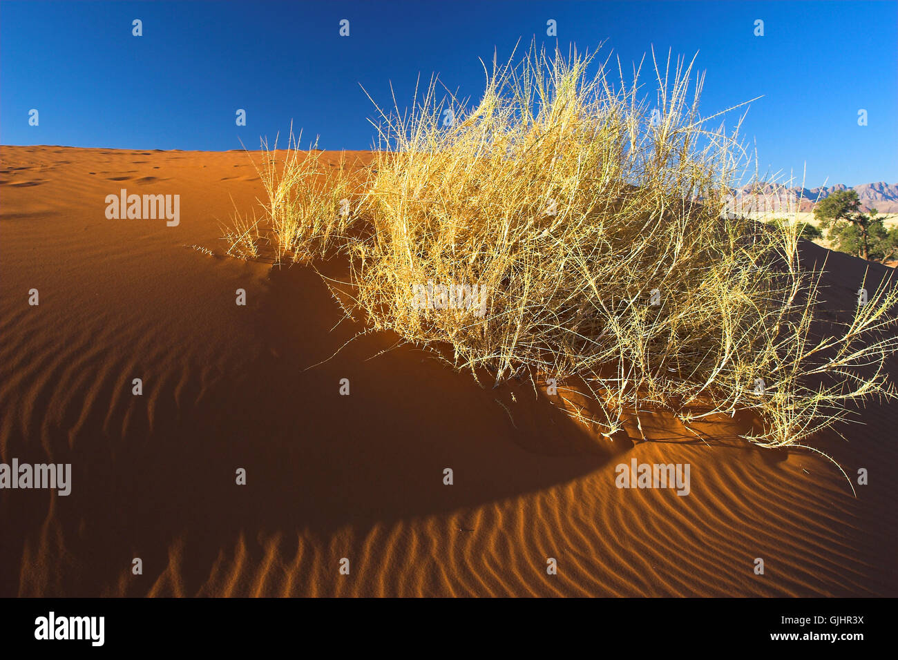 tree desert wasteland Stock Photo - Alamy