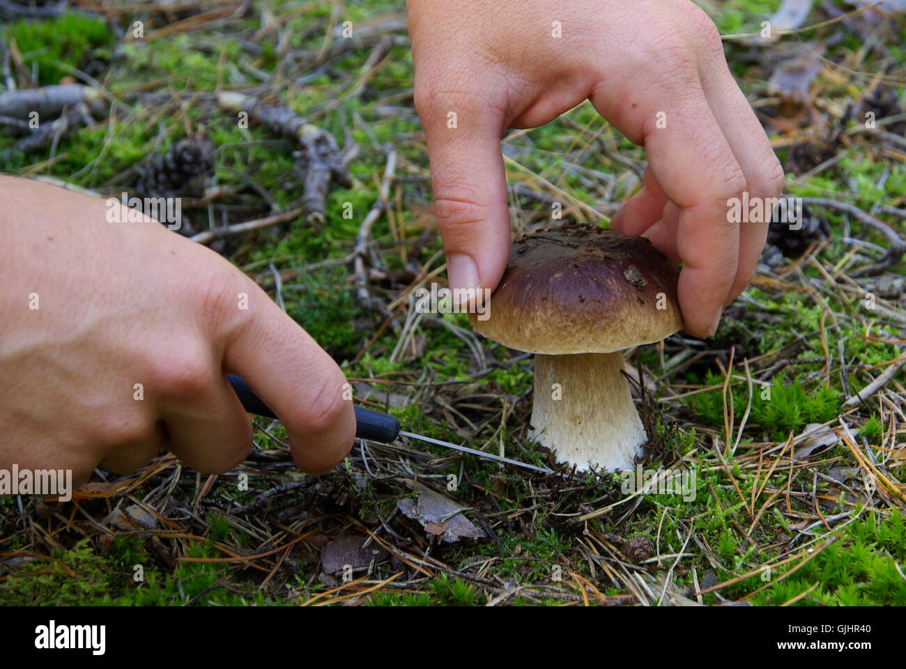 Finger mushroom hi-res stock photography and images - Alamy