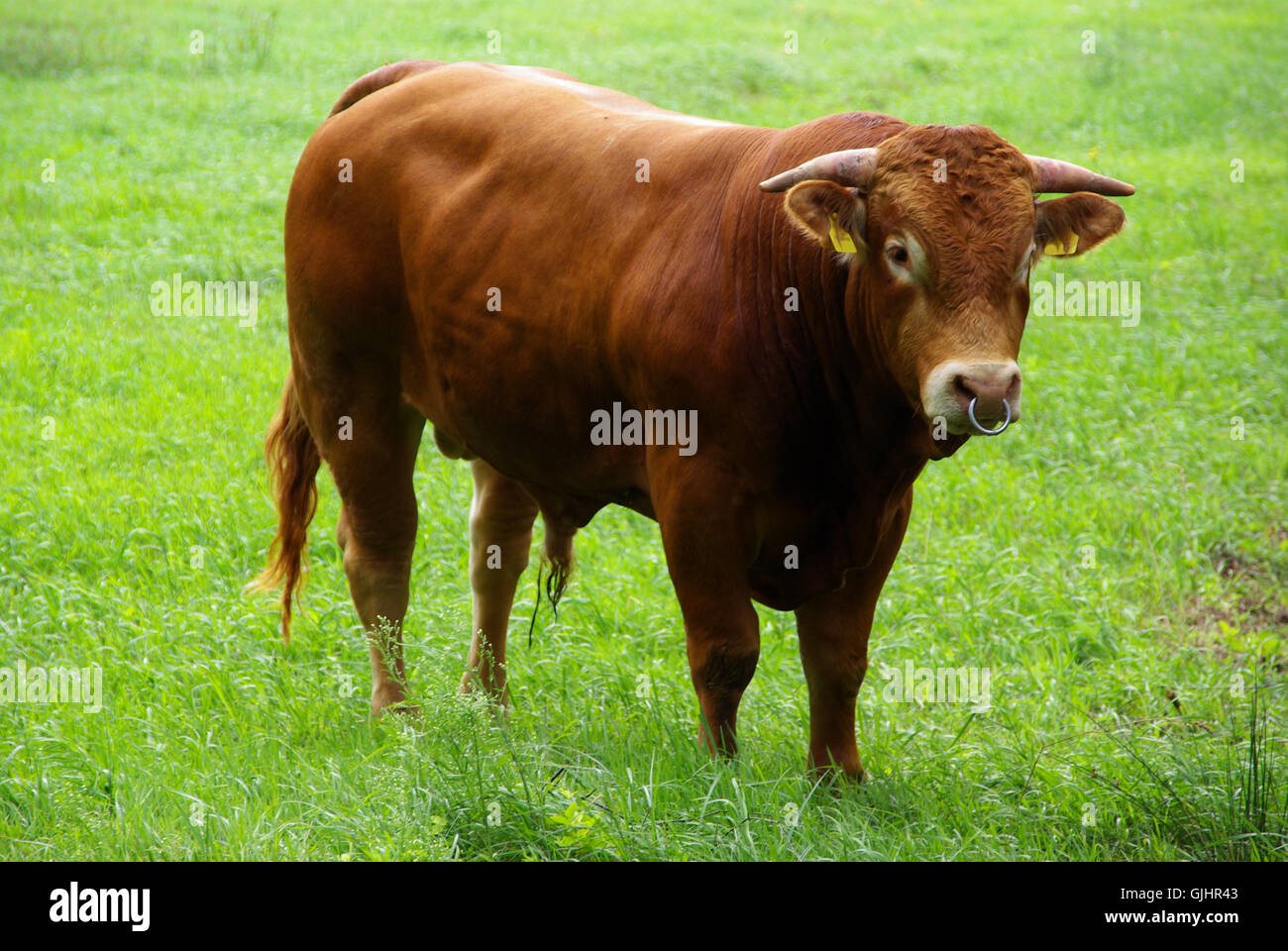 Bull animal hi-res stock photography and images - Alamy