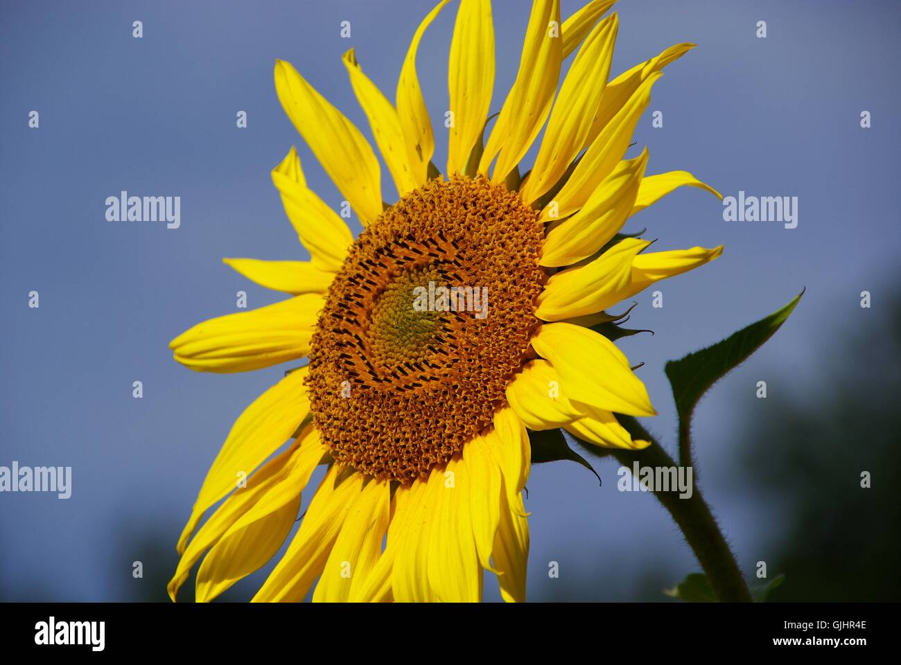 culture flower plant Stock Photo - Alamy