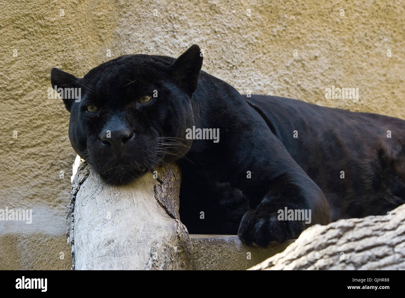 mammal big cat feline predator Stock Photo - Alamy