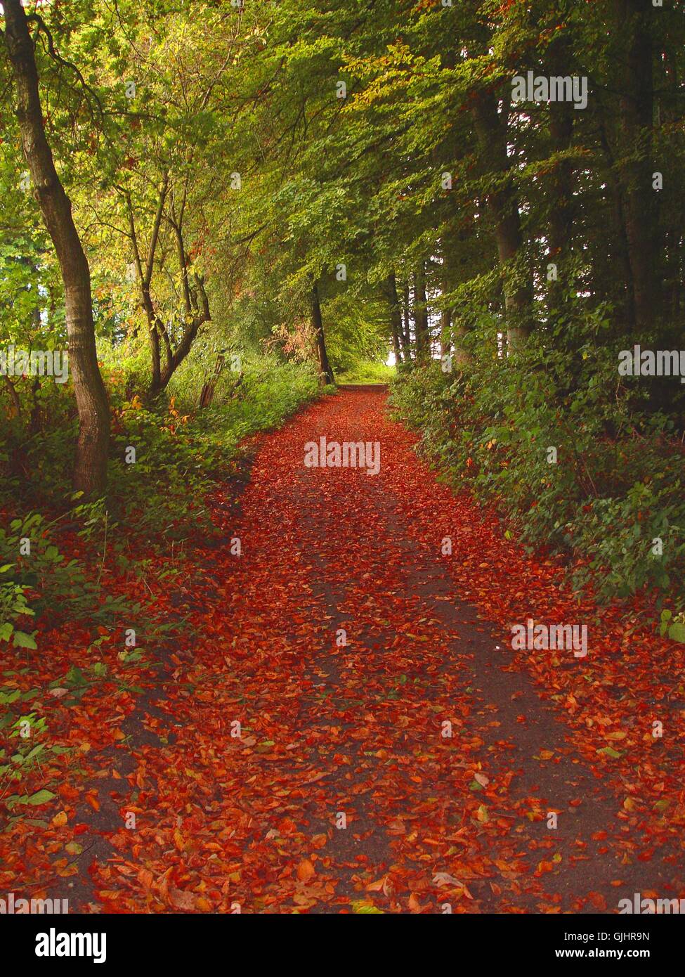 leaf bucolic tree Stock Photo - Alamy