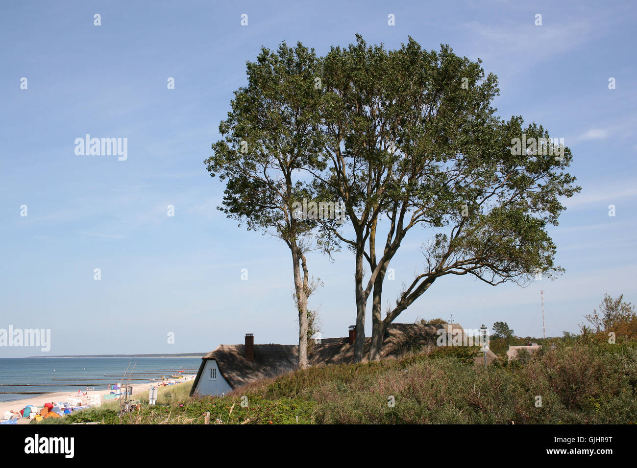 tree beach seaside Stock Photo - Alamy