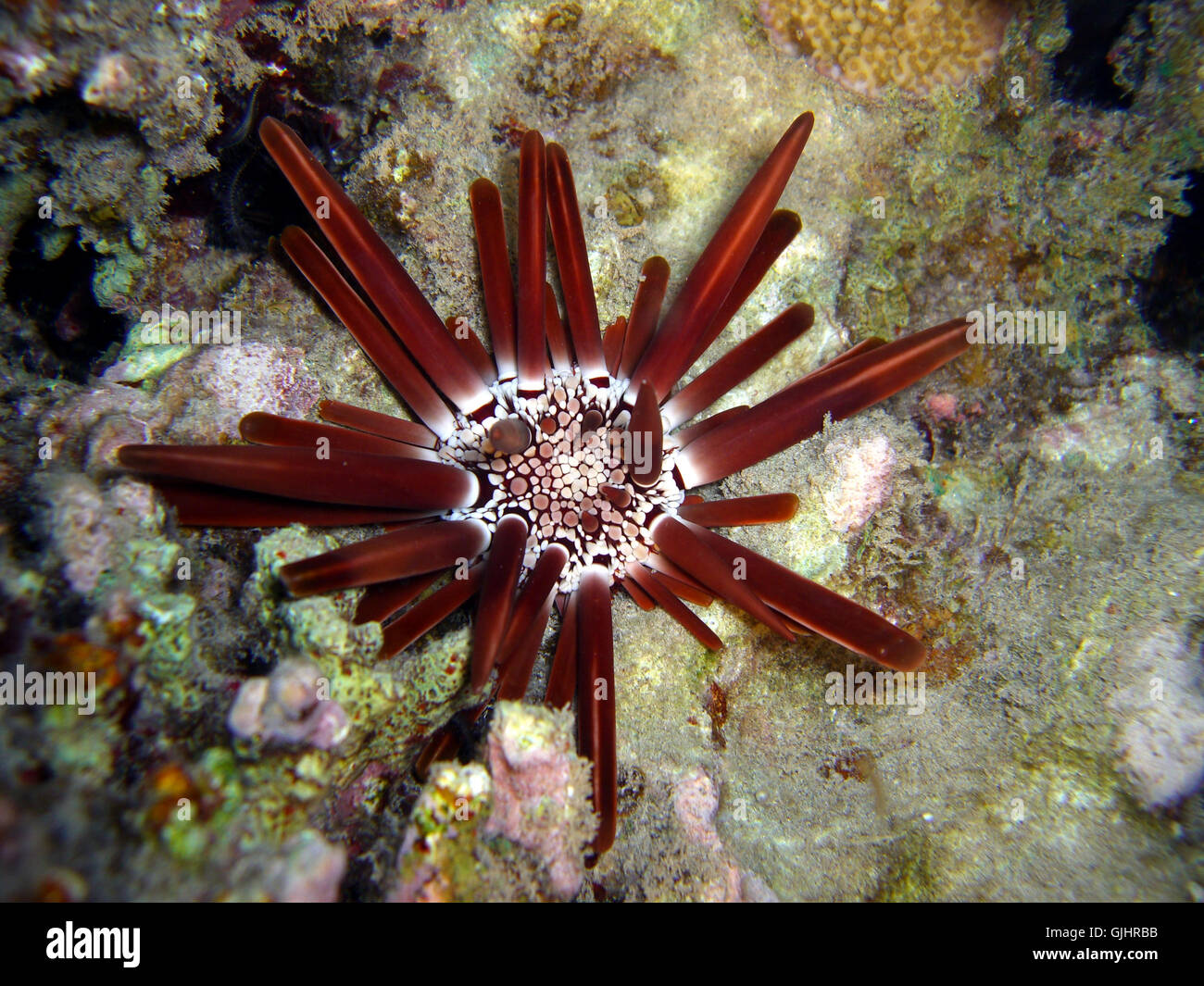 stone night nighttime Stock Photo - Alamy