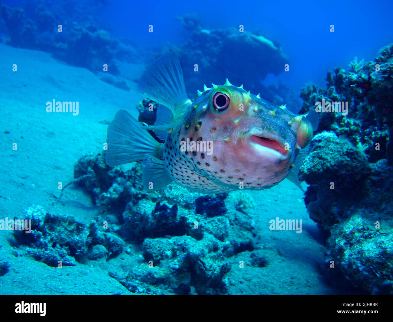 Animal animals hi-res stock photography and images - Alamy