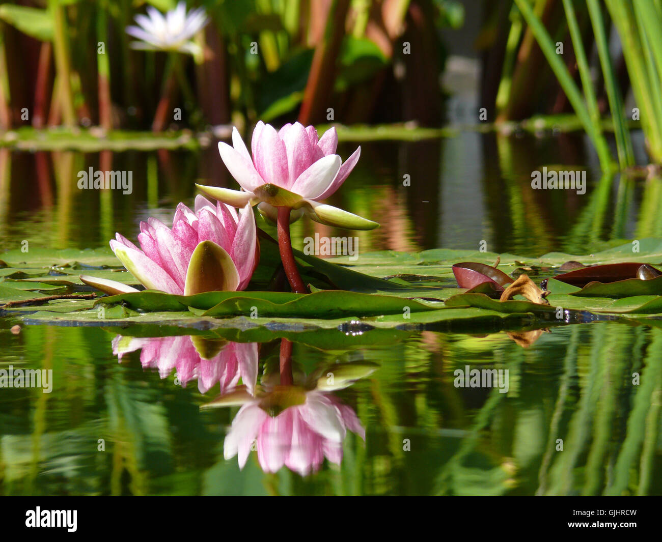 flower rose plant Stock Photo - Alamy