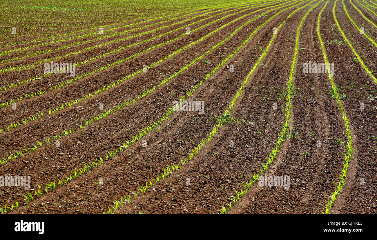 agriculture farming row Stock Photo - Alamy
