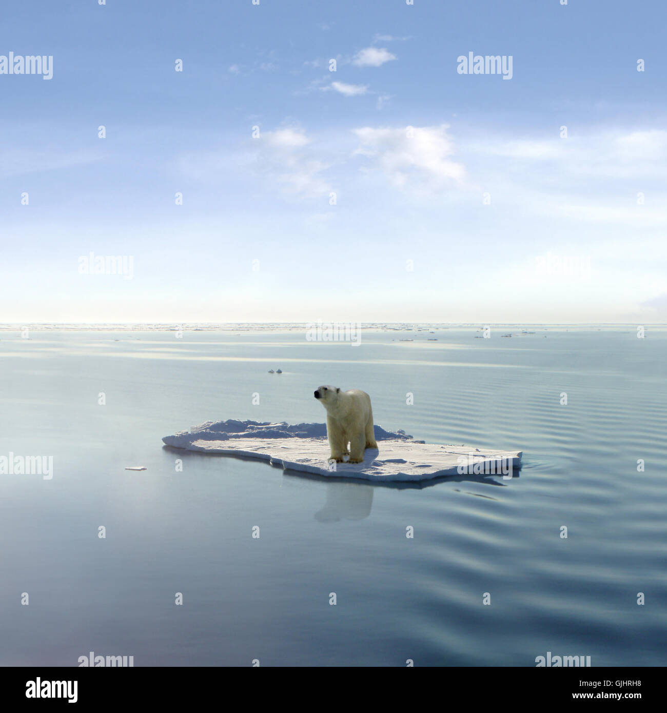 Ice bear project hi-res stock photography and images - Alamy