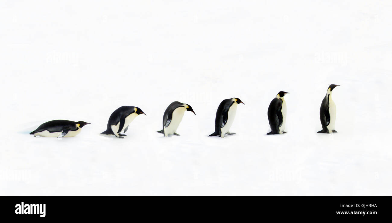 Evolution of design hi-res stock photography and images - Alamy