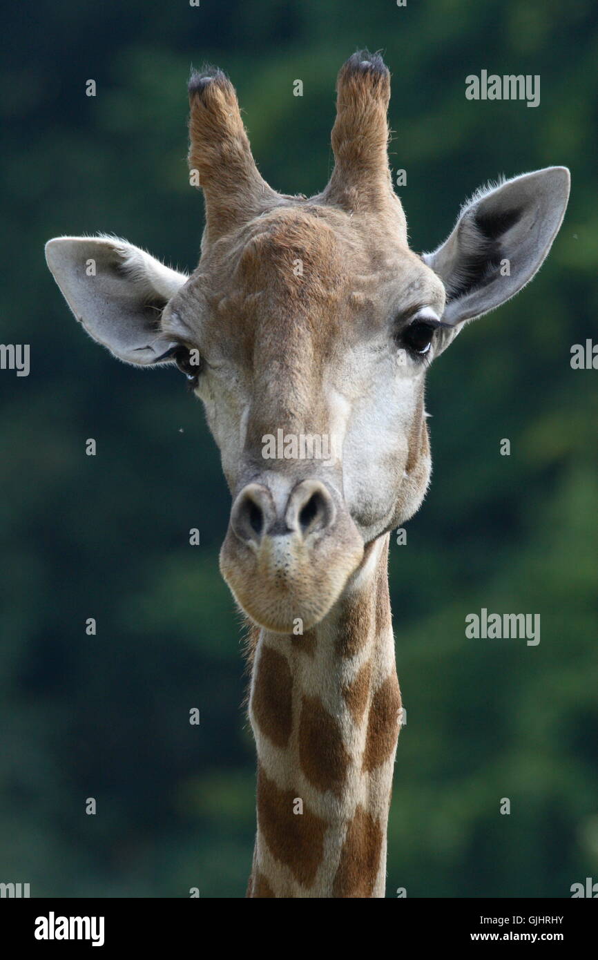 Giraffe nostrils hi-res stock photography and images - Alamy