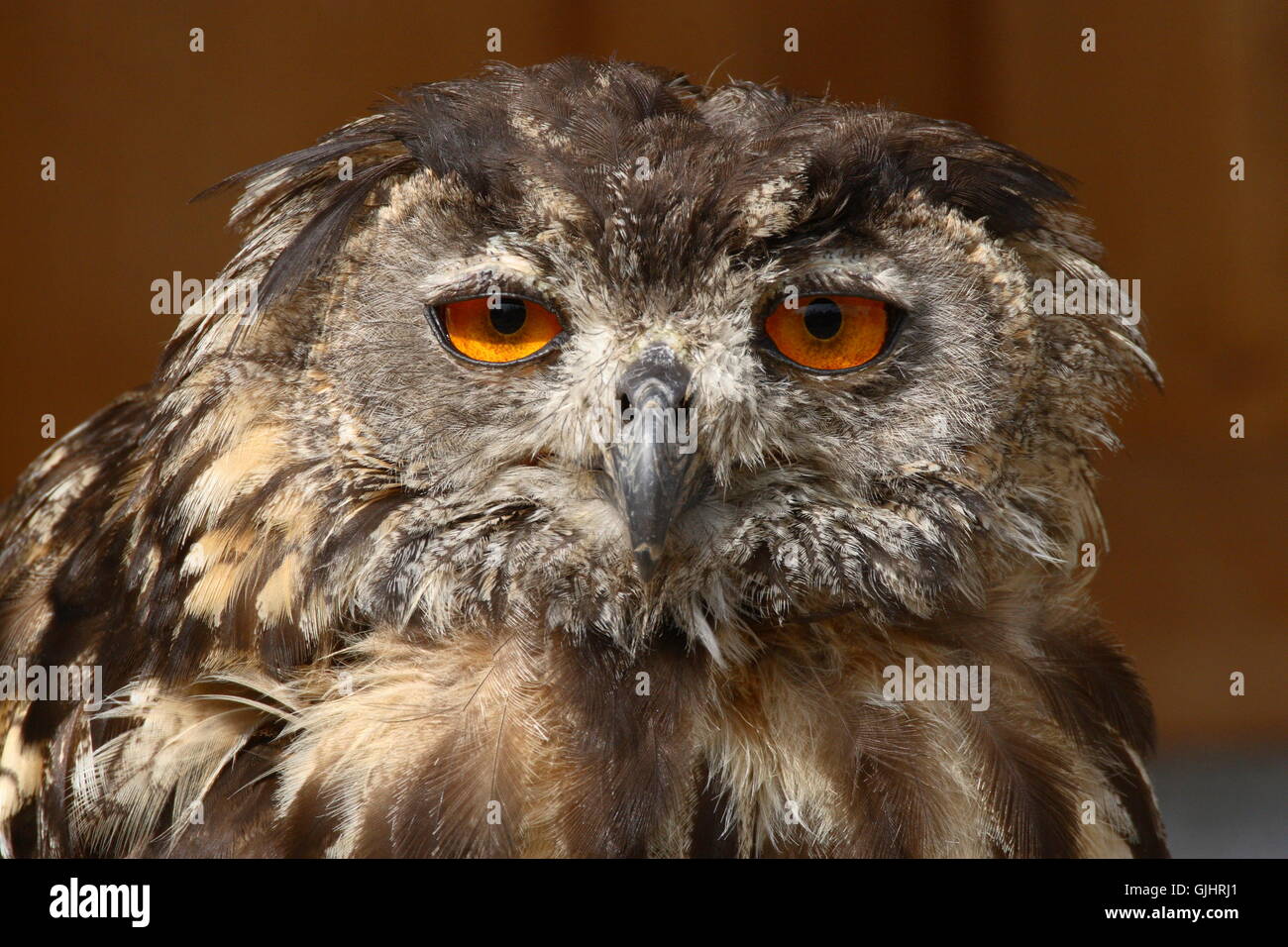 Eye of birds hi-res stock photography and images - Alamy
