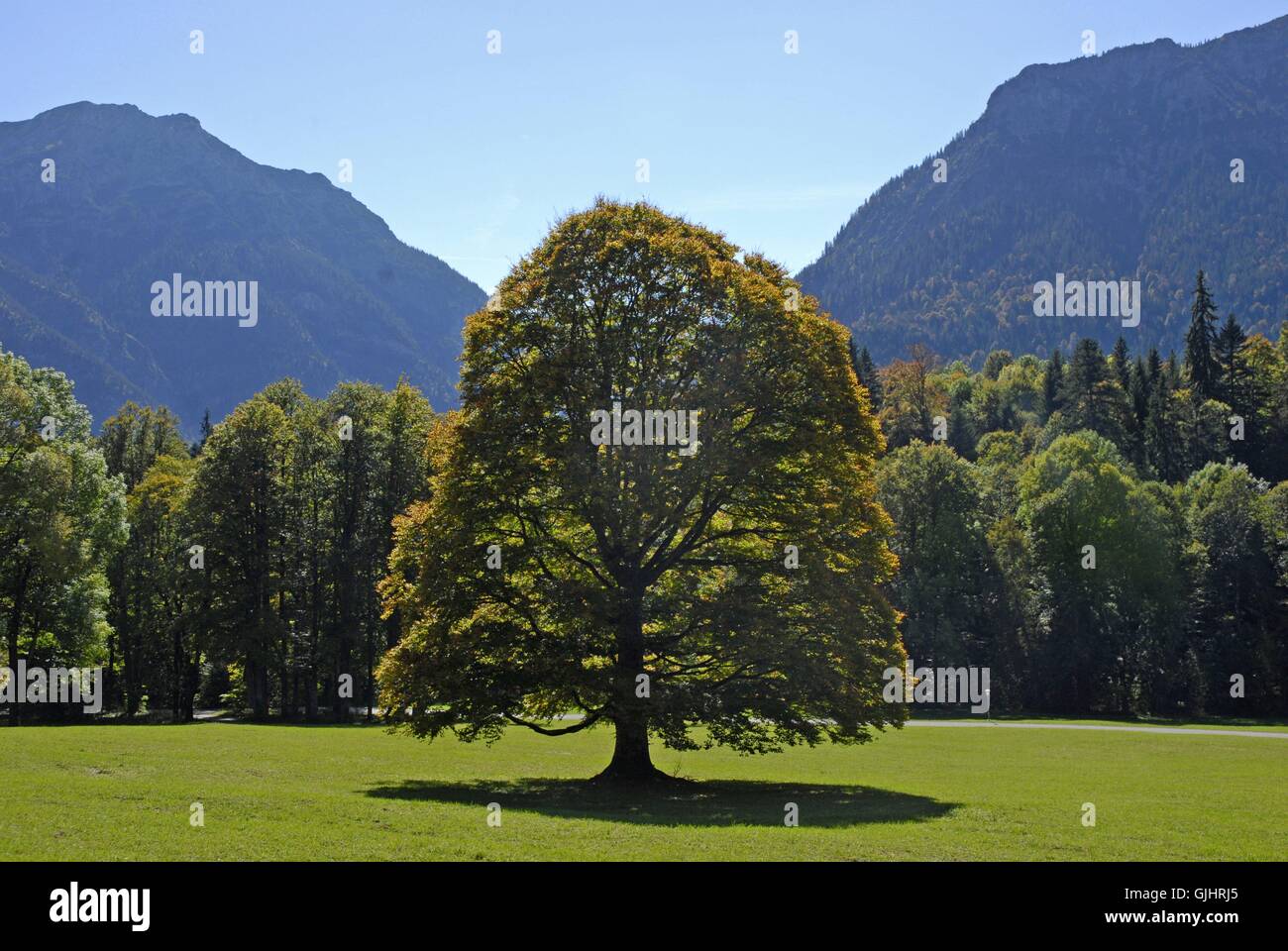 Tree in the alps hi-res stock photography and images - Alamy