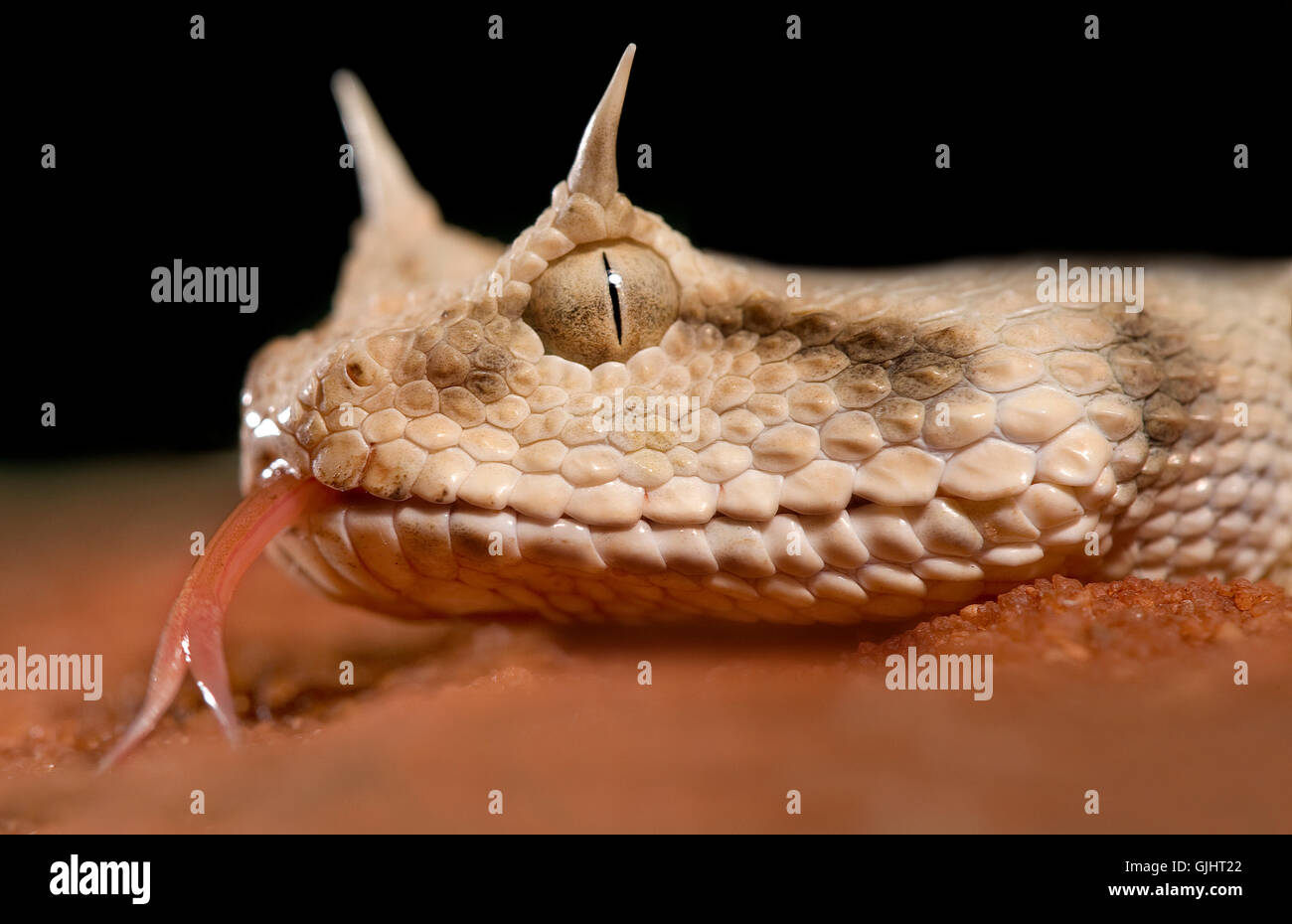 cerastes cerastes - horned viper Stock Photo - Alamy