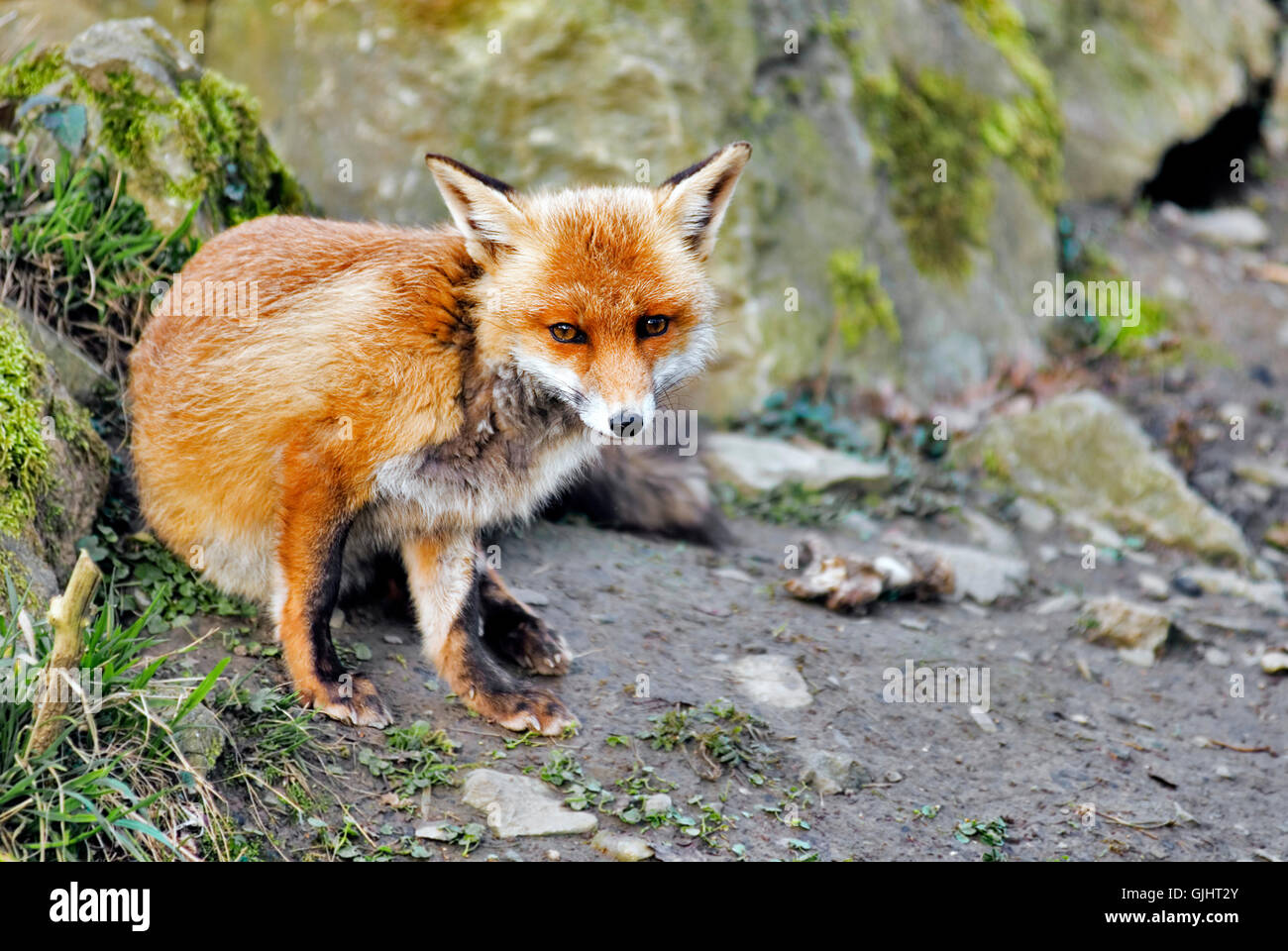 animal mammal wild Stock Photo - Alamy