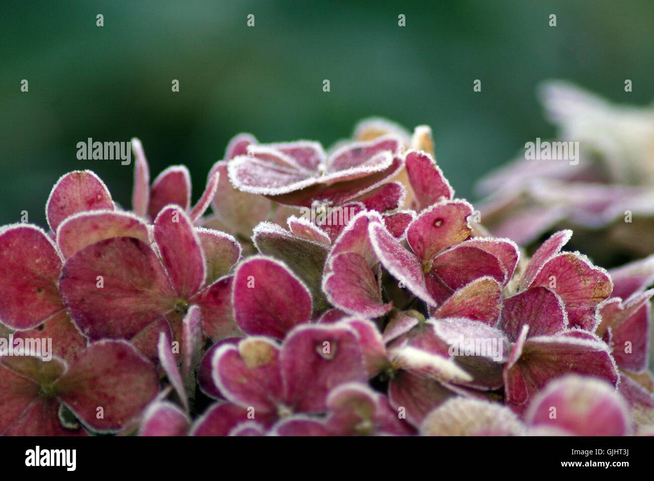 winter green cold Stock Photo - Alamy