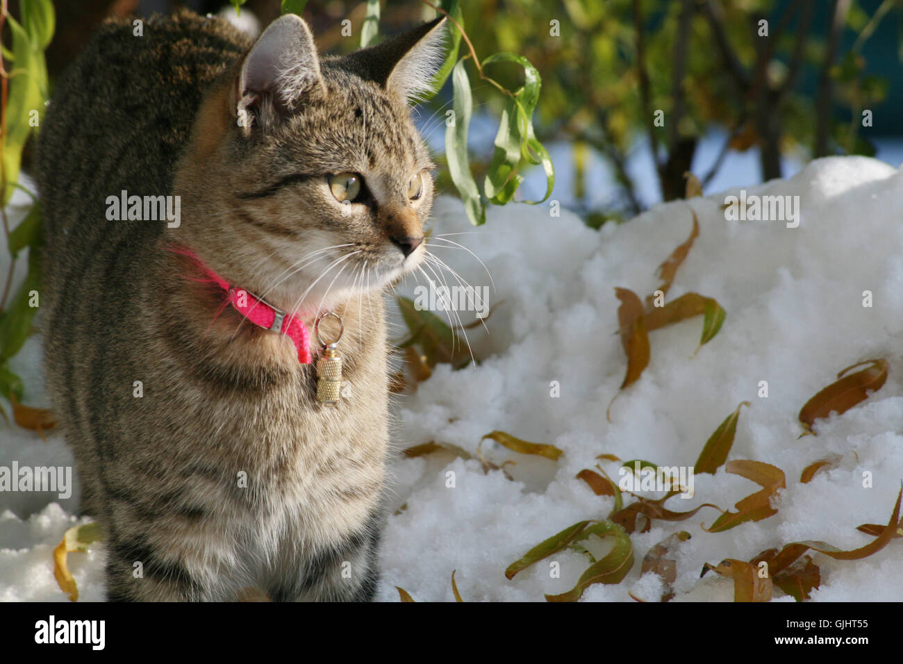 Cold cat hi-res stock photography and images - Alamy