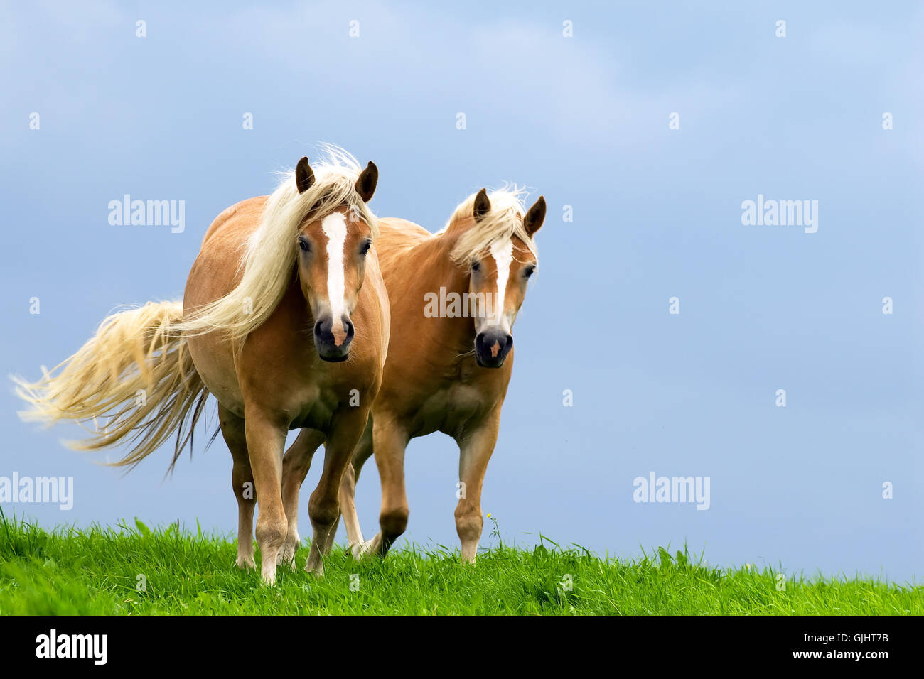 two horses galloping in the pasture Stock Photo - Alamy
