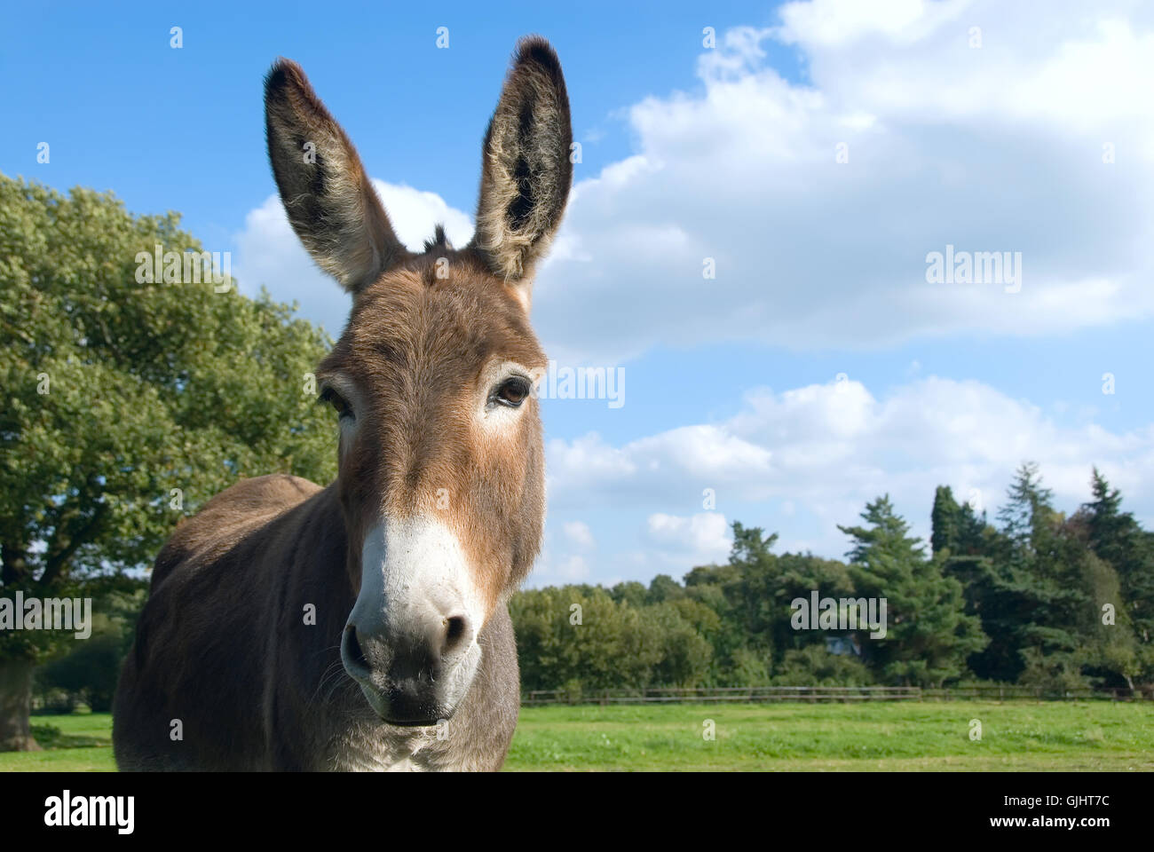 blue macro close-up Stock Photo - Alamy