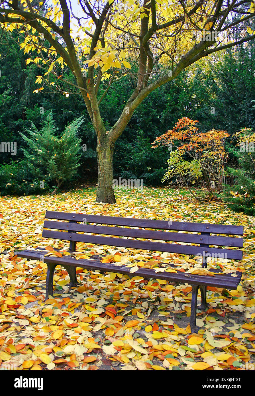 tree trees park Stock Photo - Alamy