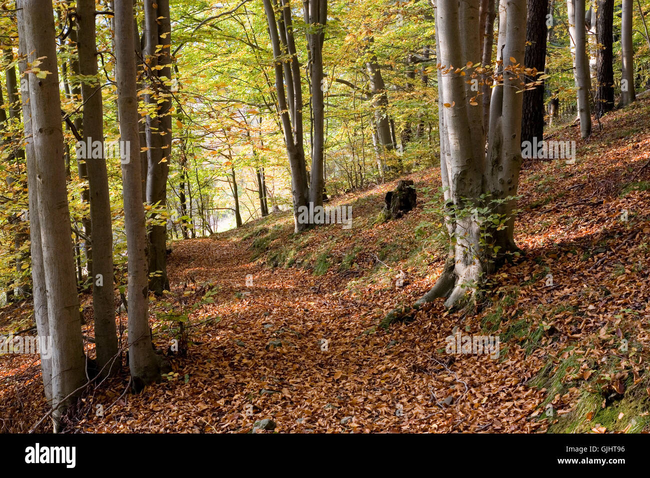 book tree trees Stock Photo - Alamy