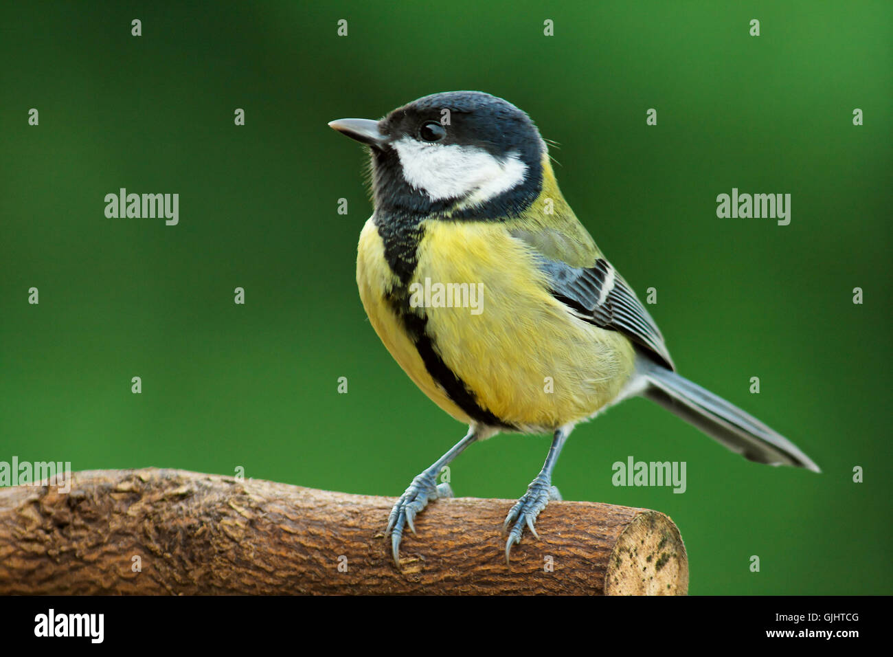 wait waiting bird Stock Photo - Alamy