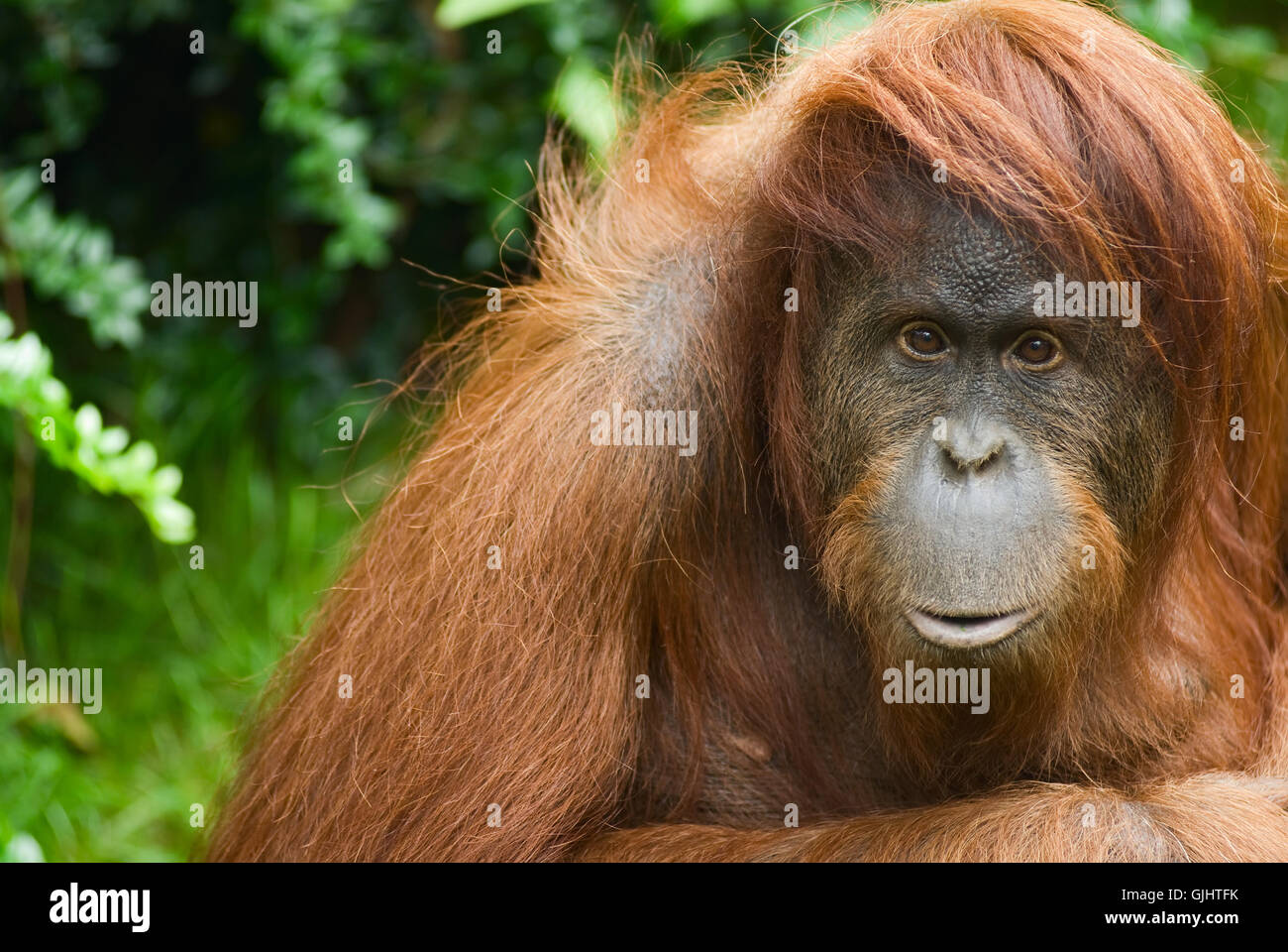 animal brown brownish Stock Photo - Alamy