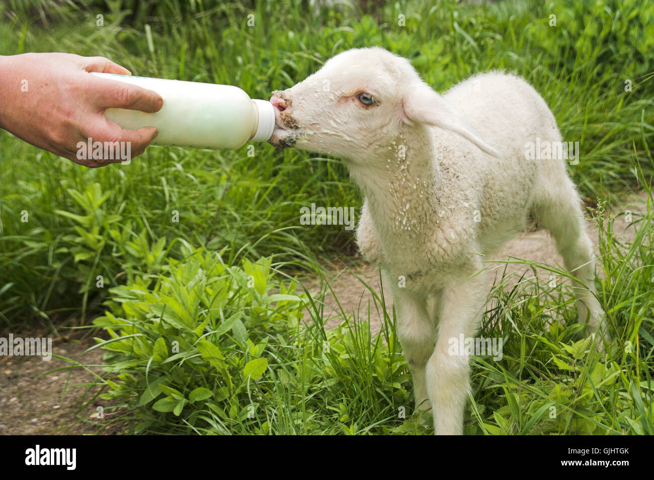 hand animal pet Stock Photo - Alamy