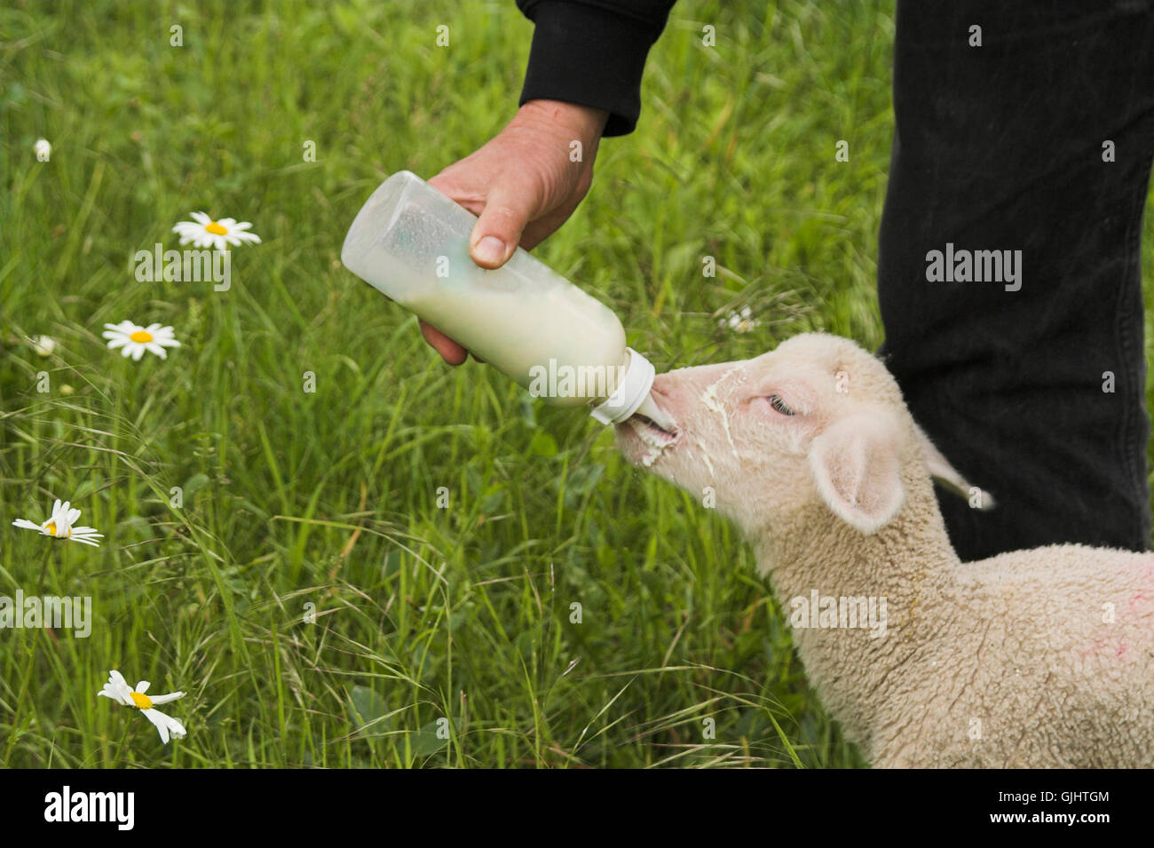 hand animal pet Stock Photo - Alamy