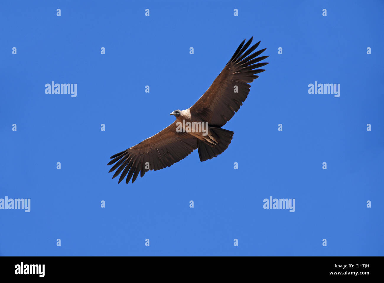 condor andean peru Stock Photo - Alamy
