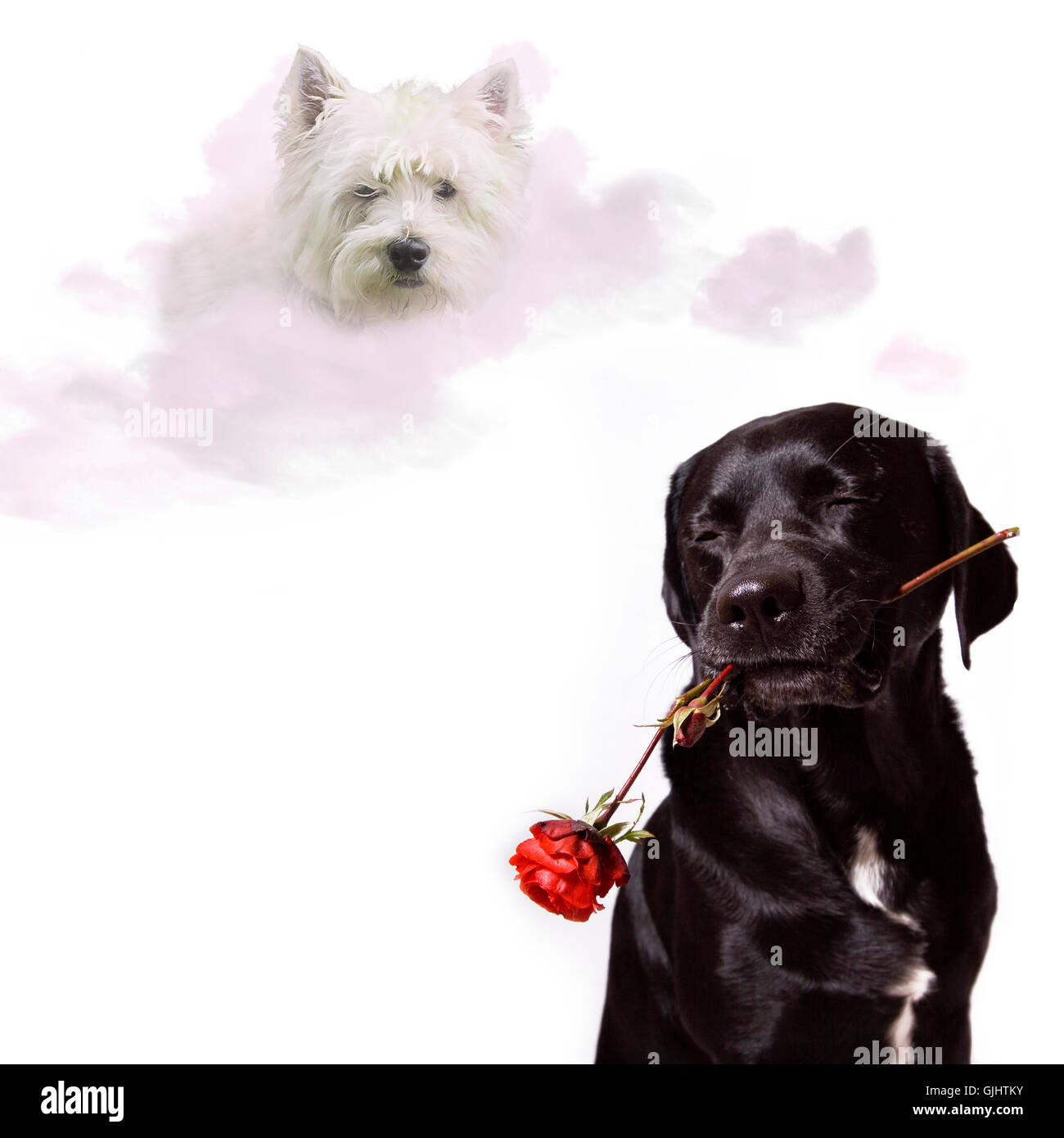 Beloved rose hi-res stock photography and images - Alamy