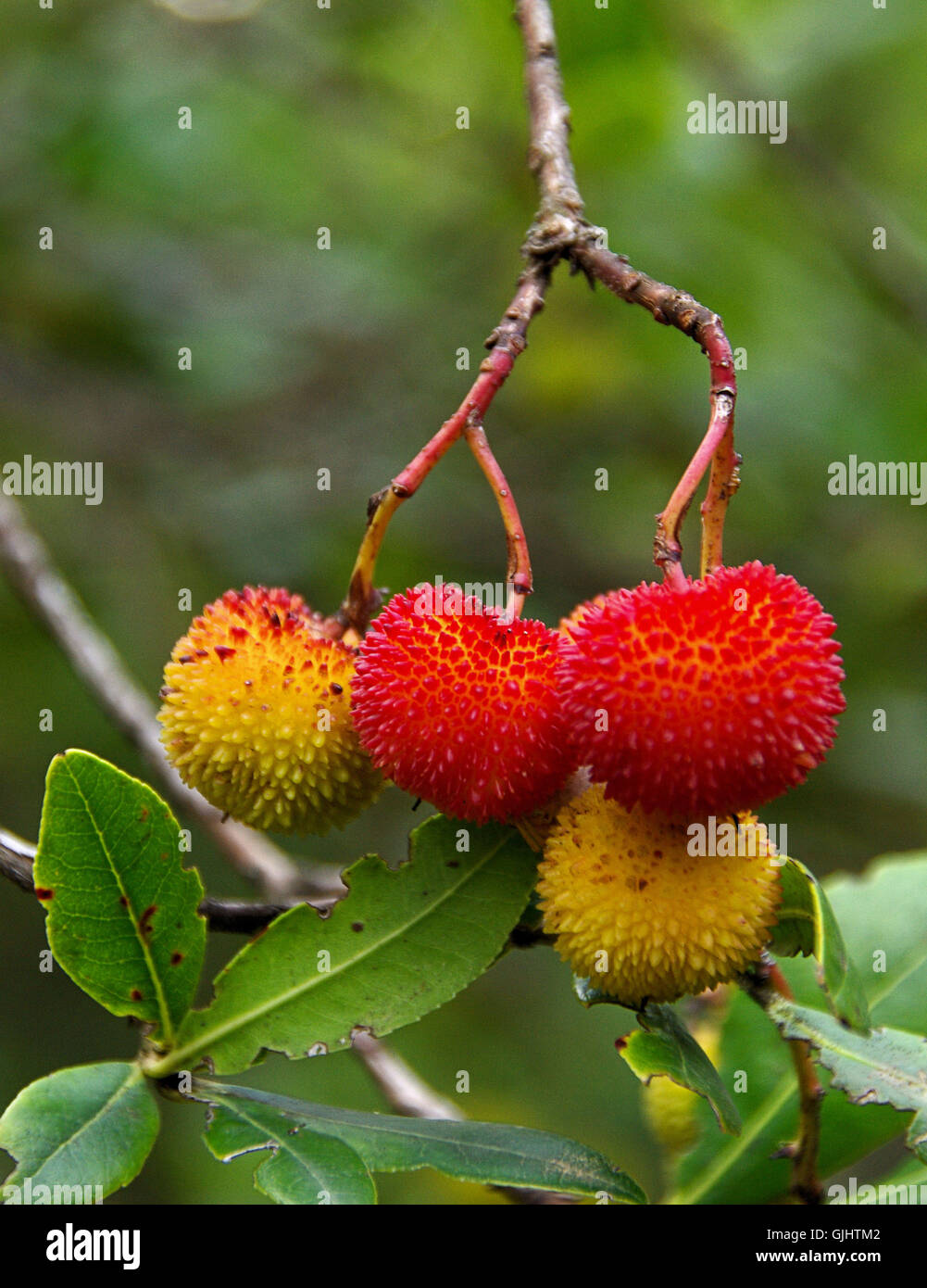 strawberry tree 08 Stock Photo - Alamy