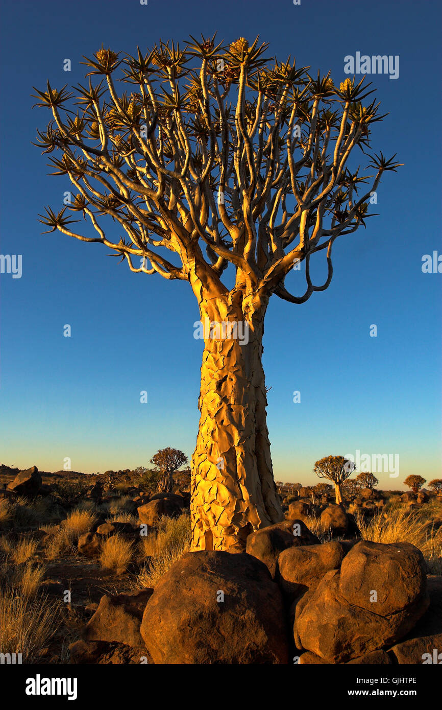 tree sunset africa Stock Photo - Alamy