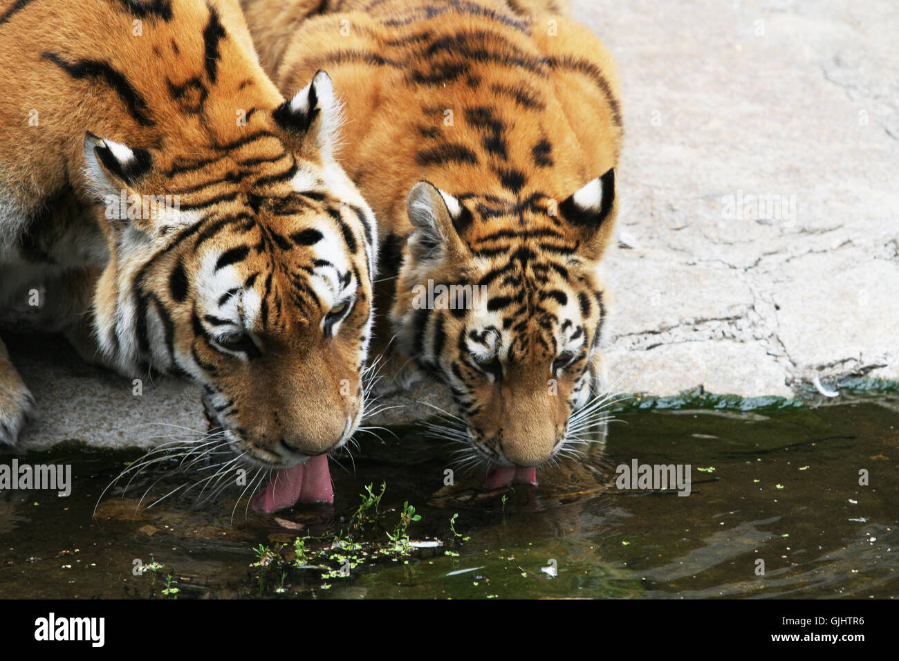 Raubkatze hi-res stock photography and images - Alamy