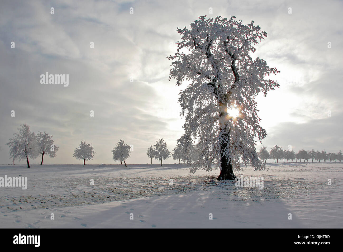 winter cold oak Stock Photo - Alamy