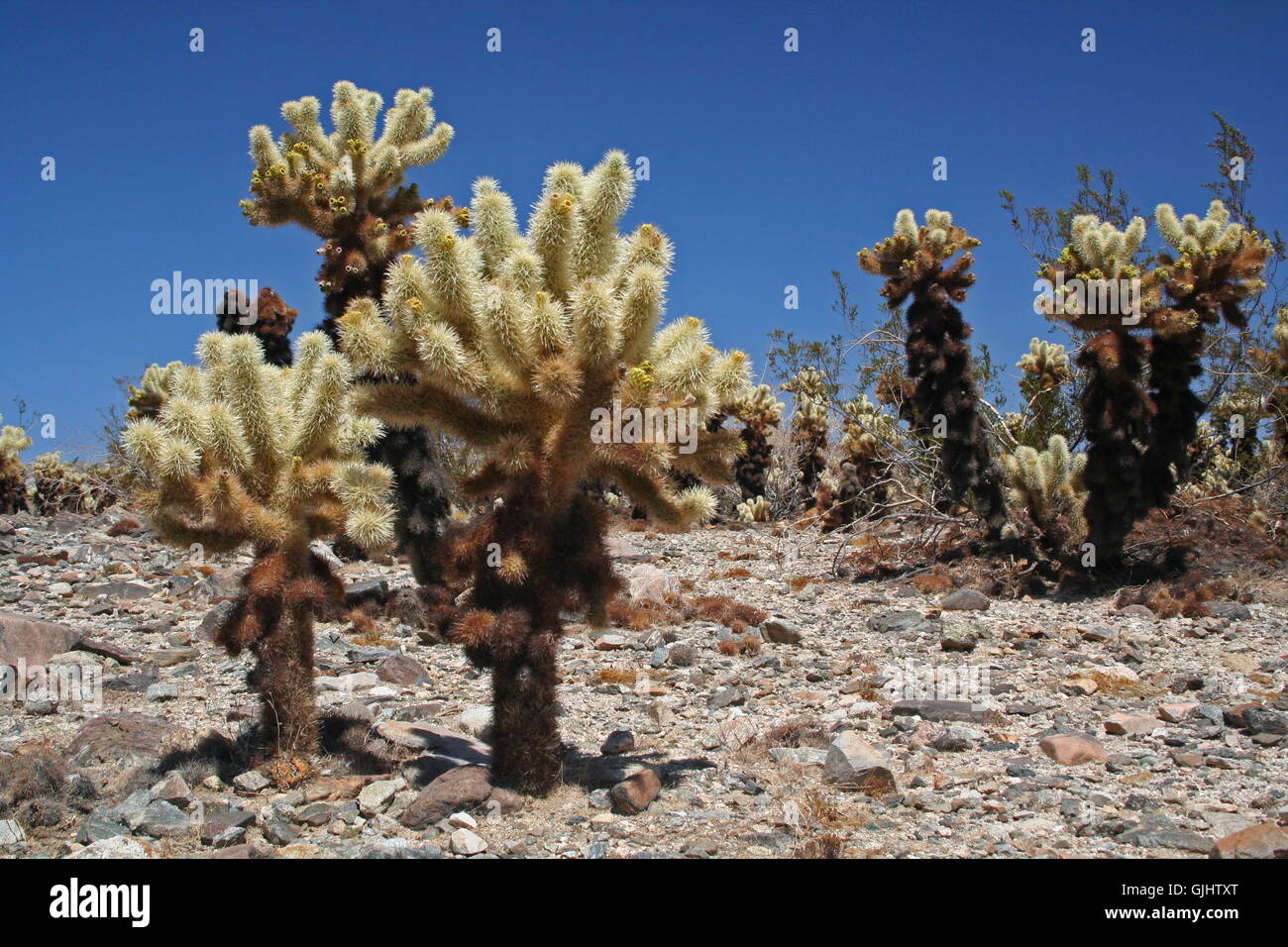 desert wasteland usa Stock Photo - Alamy