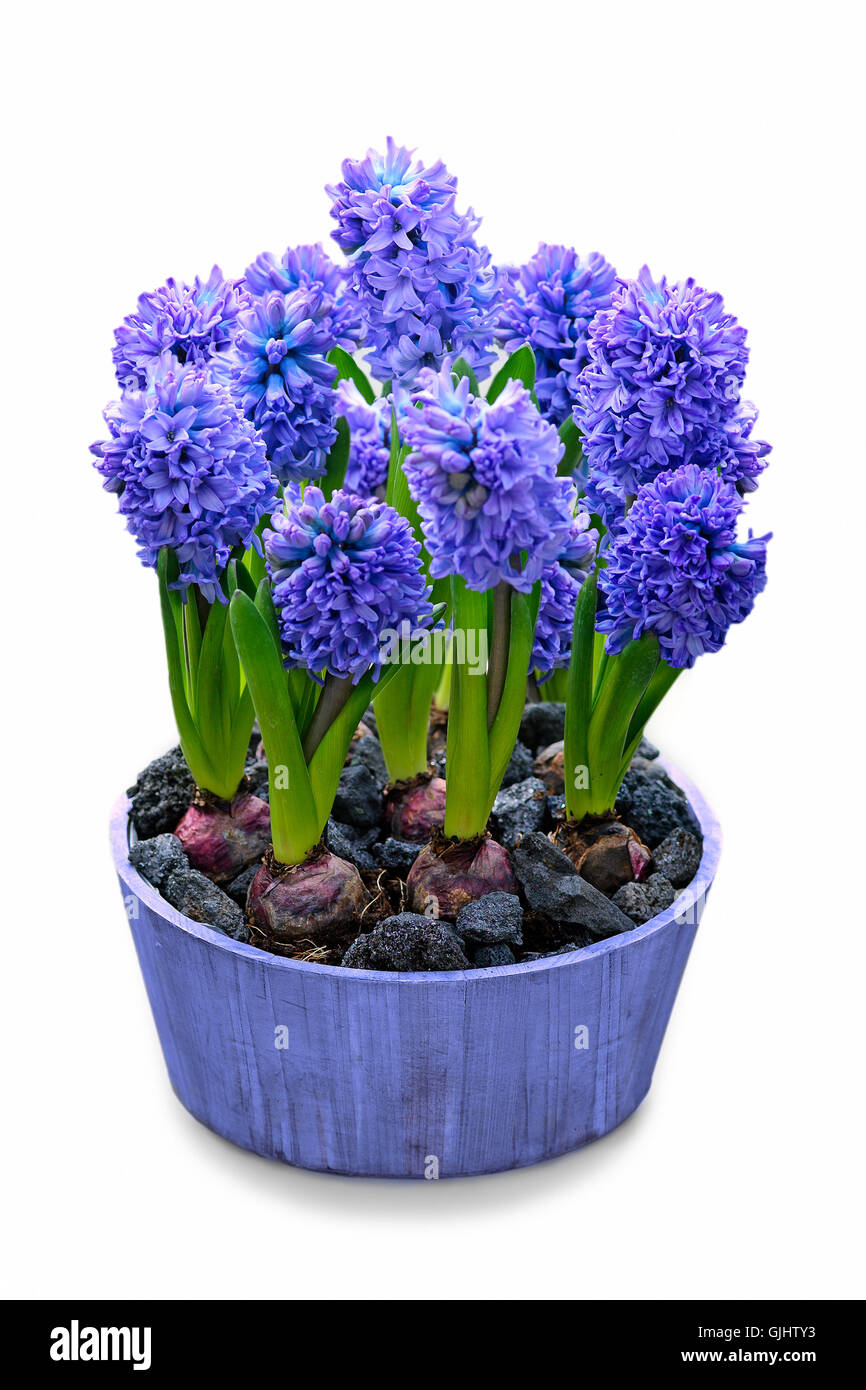 hyacinthus orientalis (hyacinthus orientalis Stock Photo - Alamy