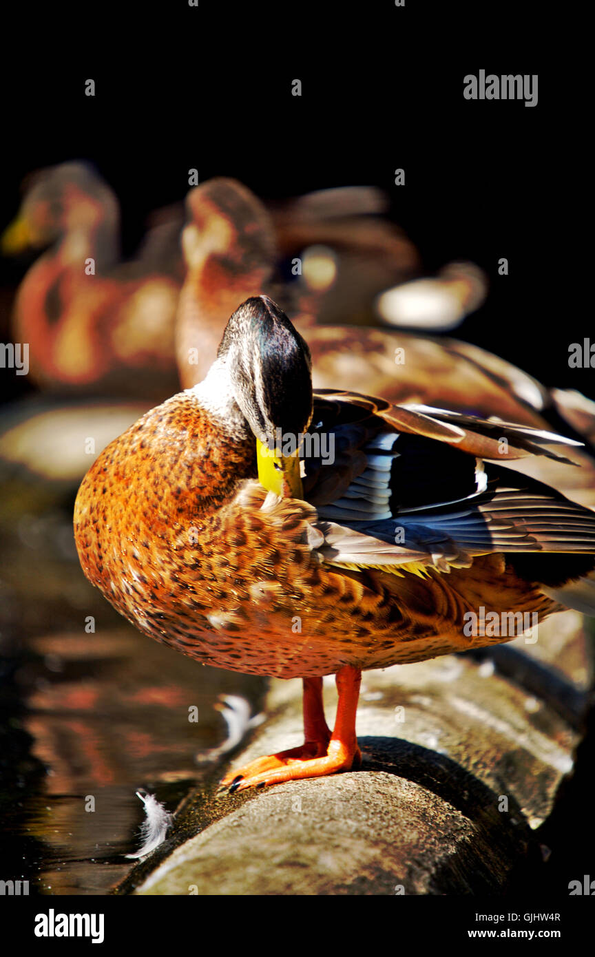 duck stone bird Stock Photo - Alamy
