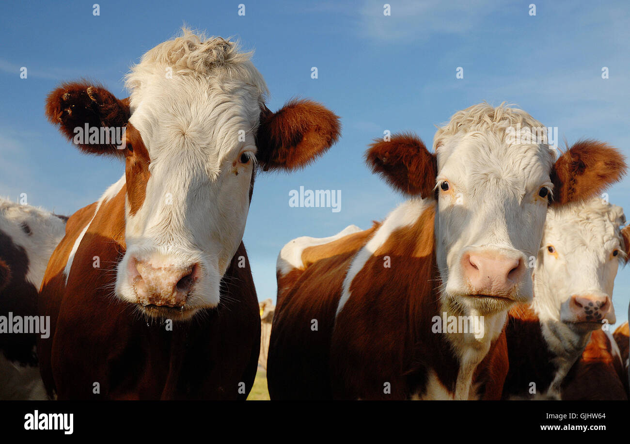 Nosey cows hi-res stock photography and images - Alamy