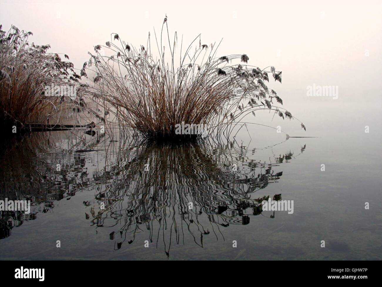 5 reed hi-res stock photography and images - Alamy