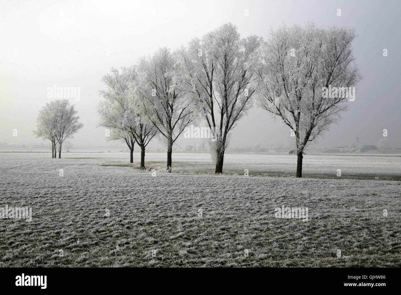 tree trees winter Stock Photo - Alamy