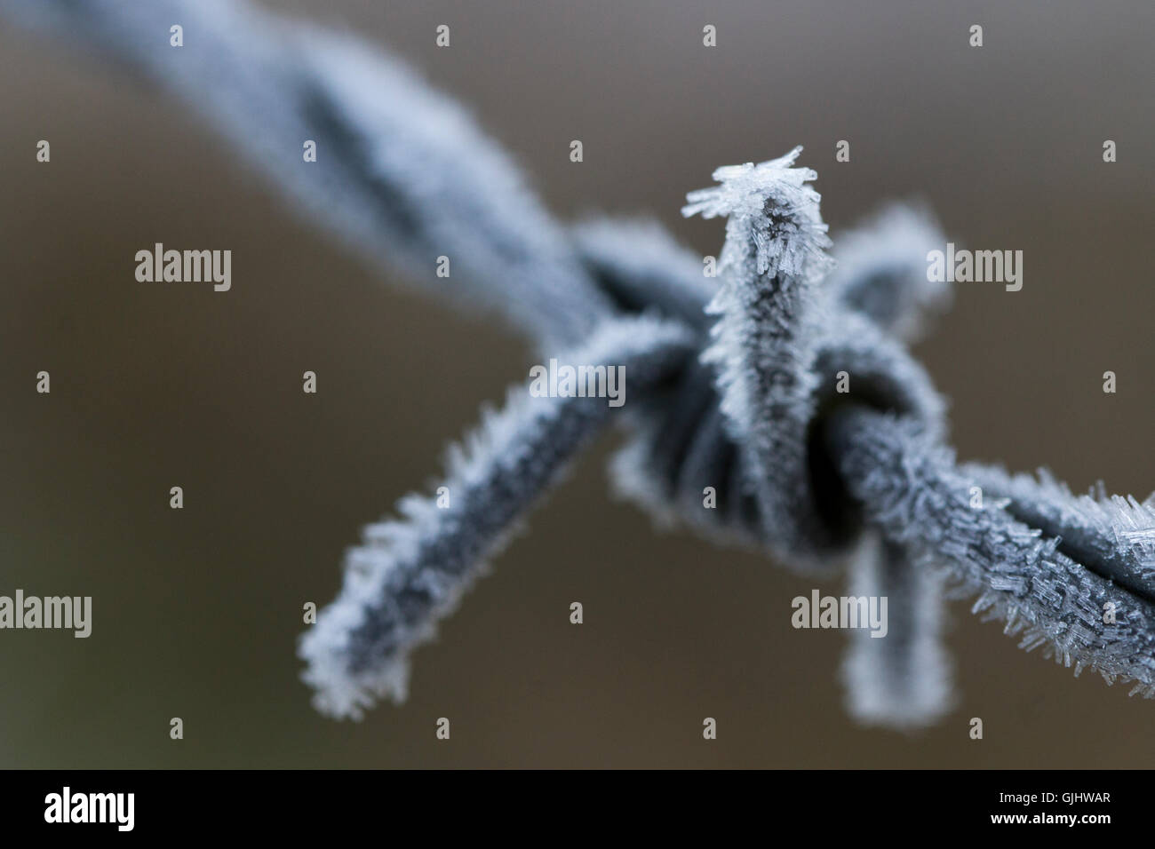 Frost covered barbed wire Stock Photo - Alamy