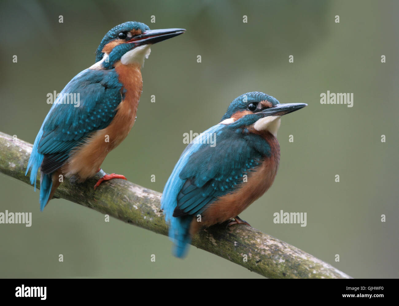 ring hunter branch Stock Photo - Alamy