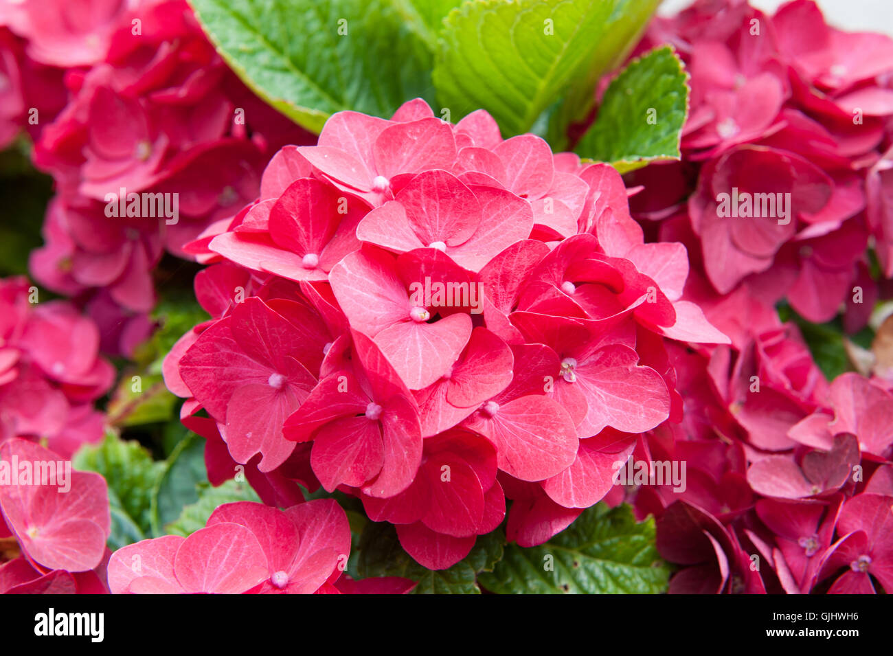 Beautiful hydrangeas in the garden Stock Photo - Alamy