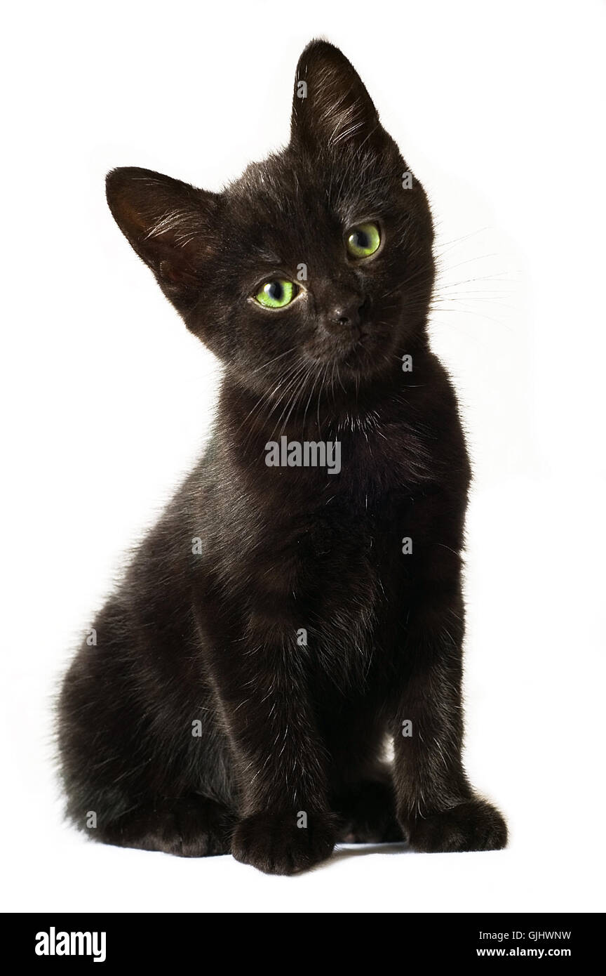animal pet cat baby Stock Photo - Alamy