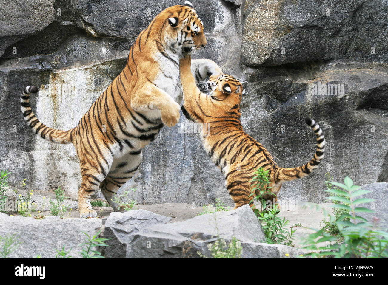 Tiger looking menacing hi-res stock photography and images - Alamy