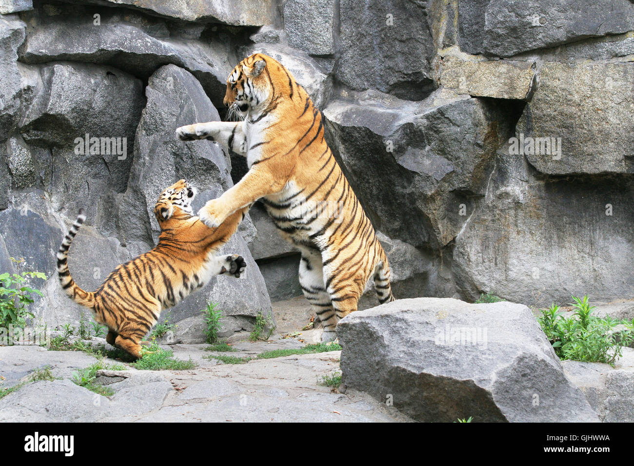 Tiger looking menacing hi-res stock photography and images - Alamy