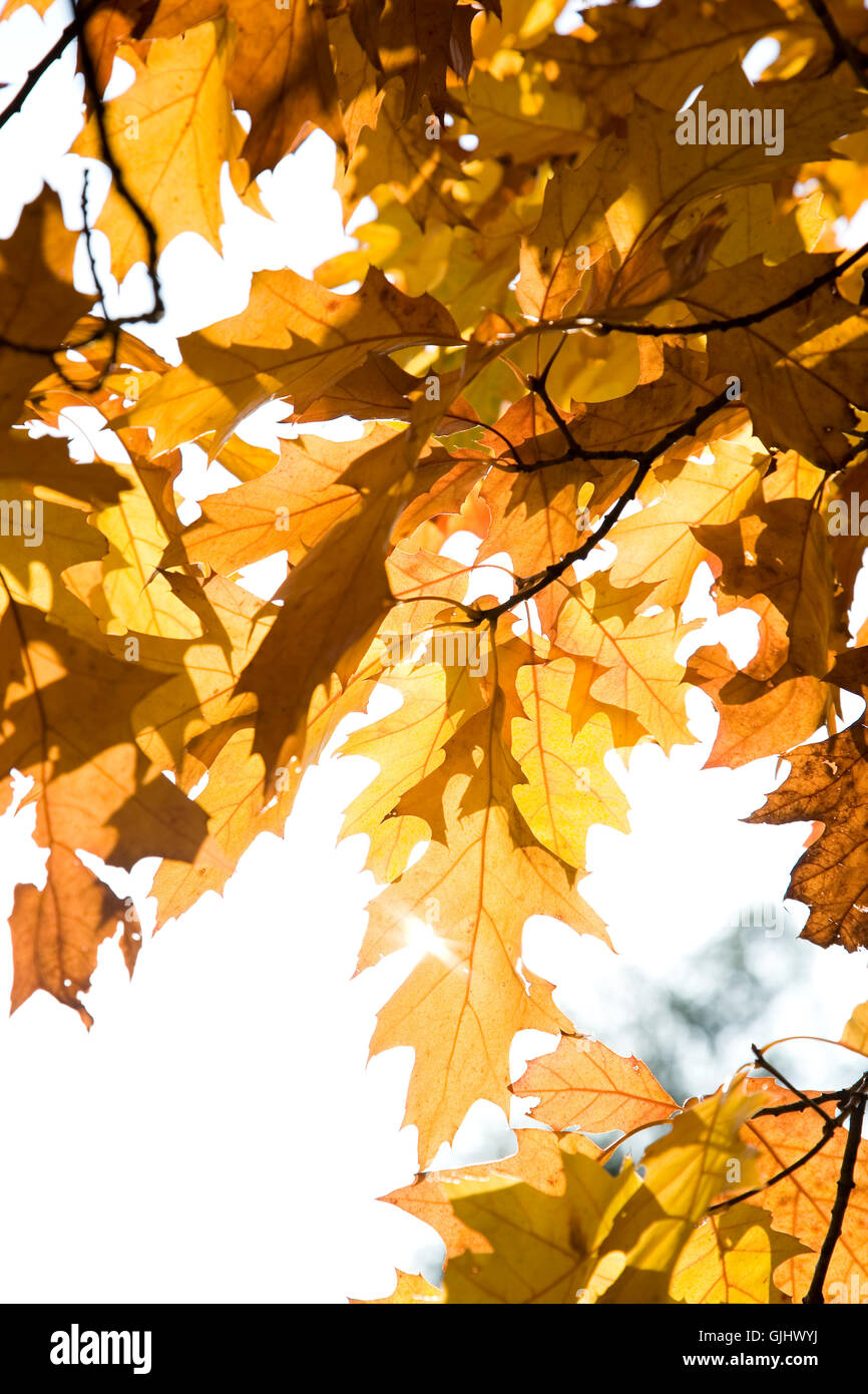 leaf leaves branches Stock Photo - Alamy