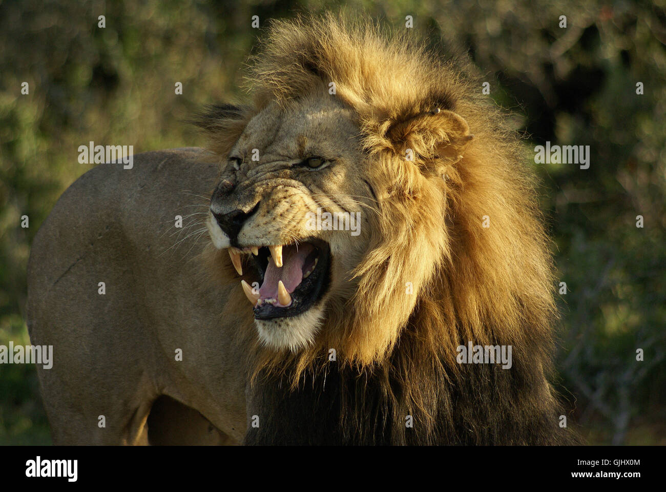 animal lion cat Stock Photo - Alamy